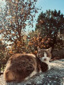 #1 Brujería Con Gatos: Historia, Prácticas Y Creencias